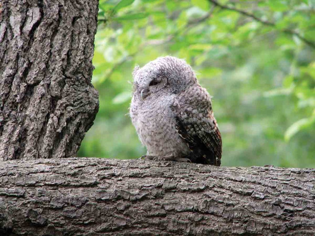 Bird watchers say look to the sky to see environmental woes | News ...